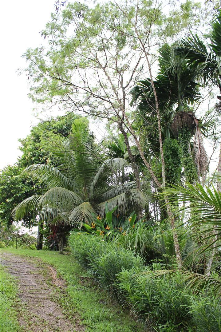 BBQGuam: Smoking Yellow Fin Tuna....Guam Style!!