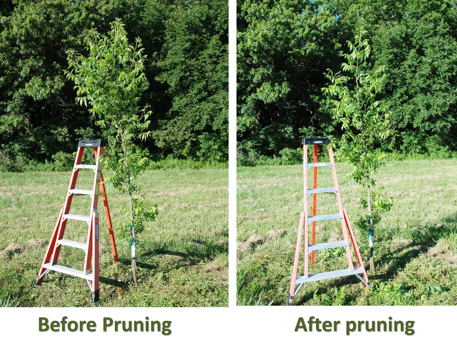 Northern Pecans: Training a tree using the 2-foot rule