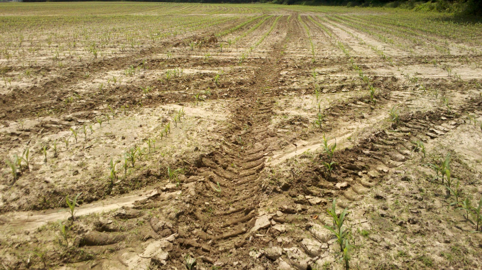 Observations in Agriculture: Sprayer Tracks.