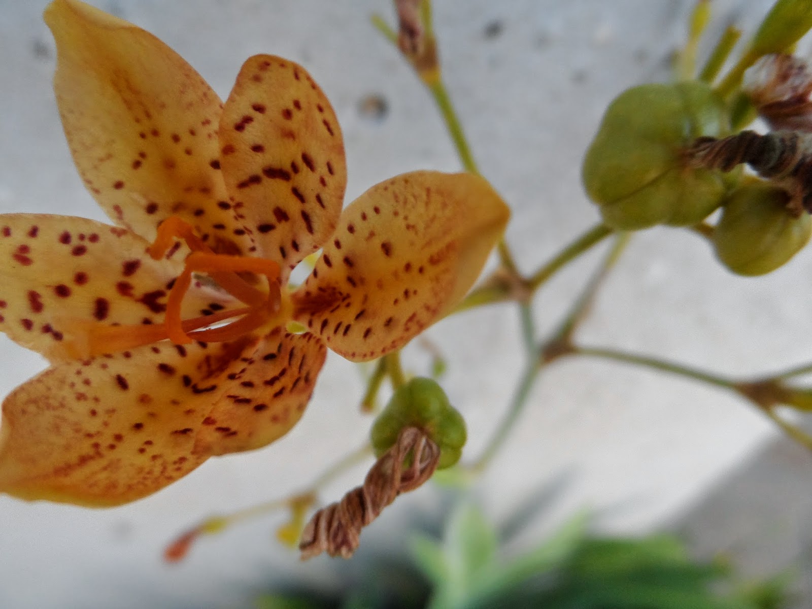 Jardinagem dia a dia: TOQUE SELVAGEM NO JARDIM - FLOR LEOPARDO