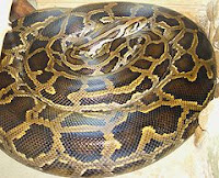 Pupile człowieka: Pyton tygrysi (Python molurus)