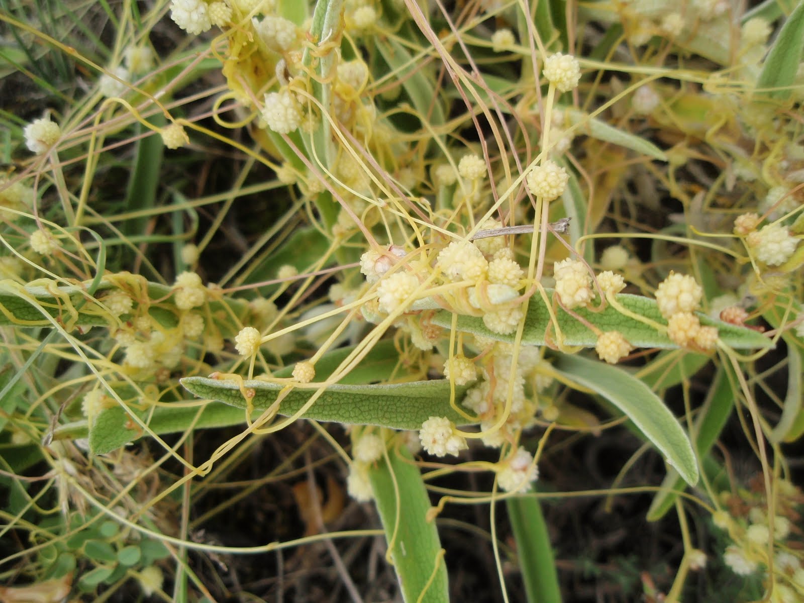 HERBARIO VIRTUAL DE BANYERES DE MARIOLA Y ALICANTE: Cuscuta approximata ...