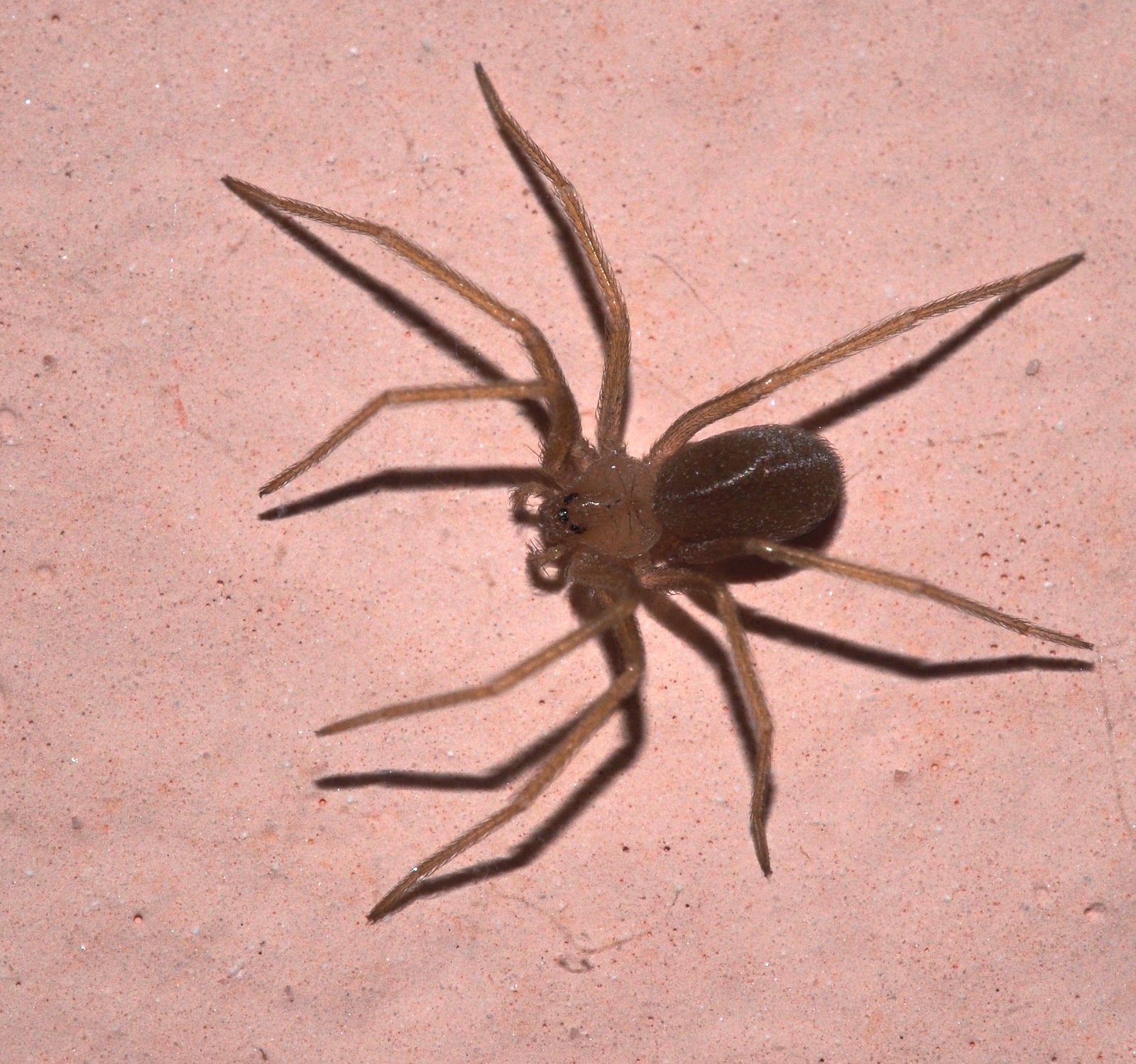 Dermapixel: agosto 2017