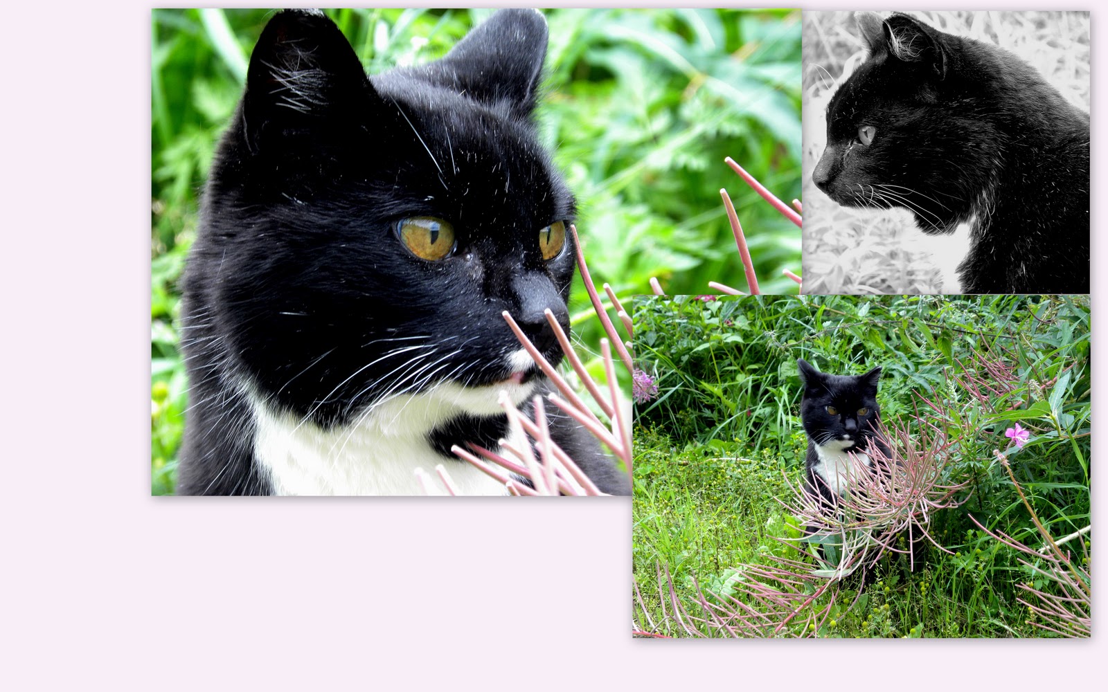 Instinct rather than reason: En katt är alltid katt, en katt för sin hatt