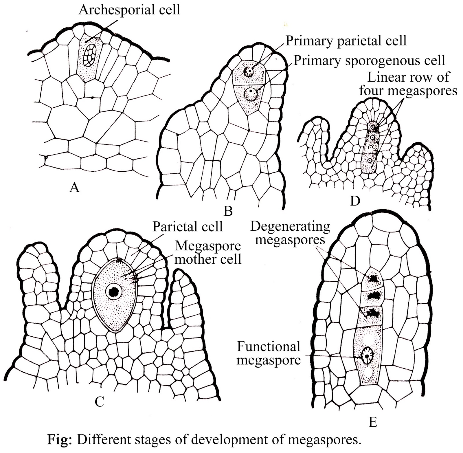 SPOROGENESIS AND GAMETOGENESIS