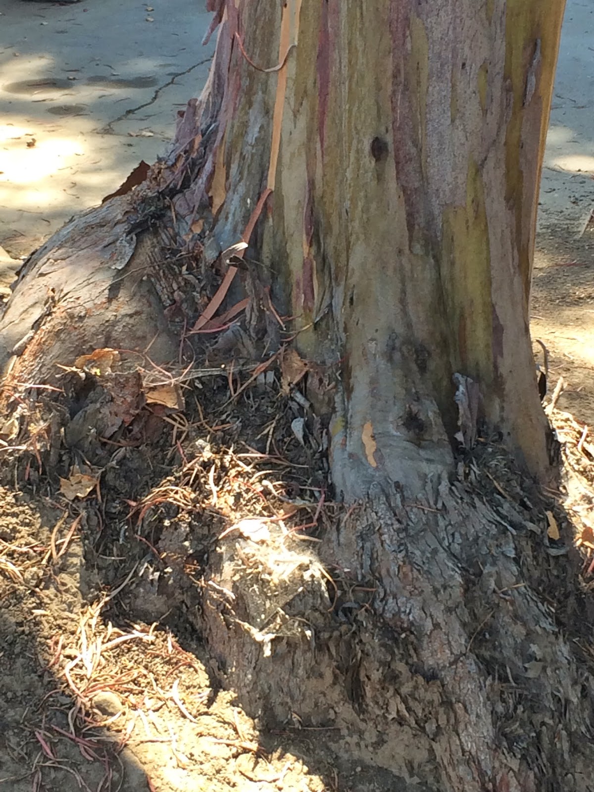 Trees of Santa Cruz County: Eucalyptus spathulata - Swamp Mallee