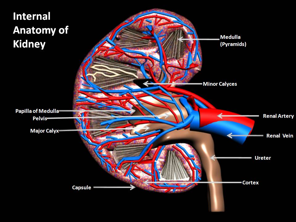 Manash (Subhaditya Edusoft): URINARY SYSTEM: Filter System of Human Body