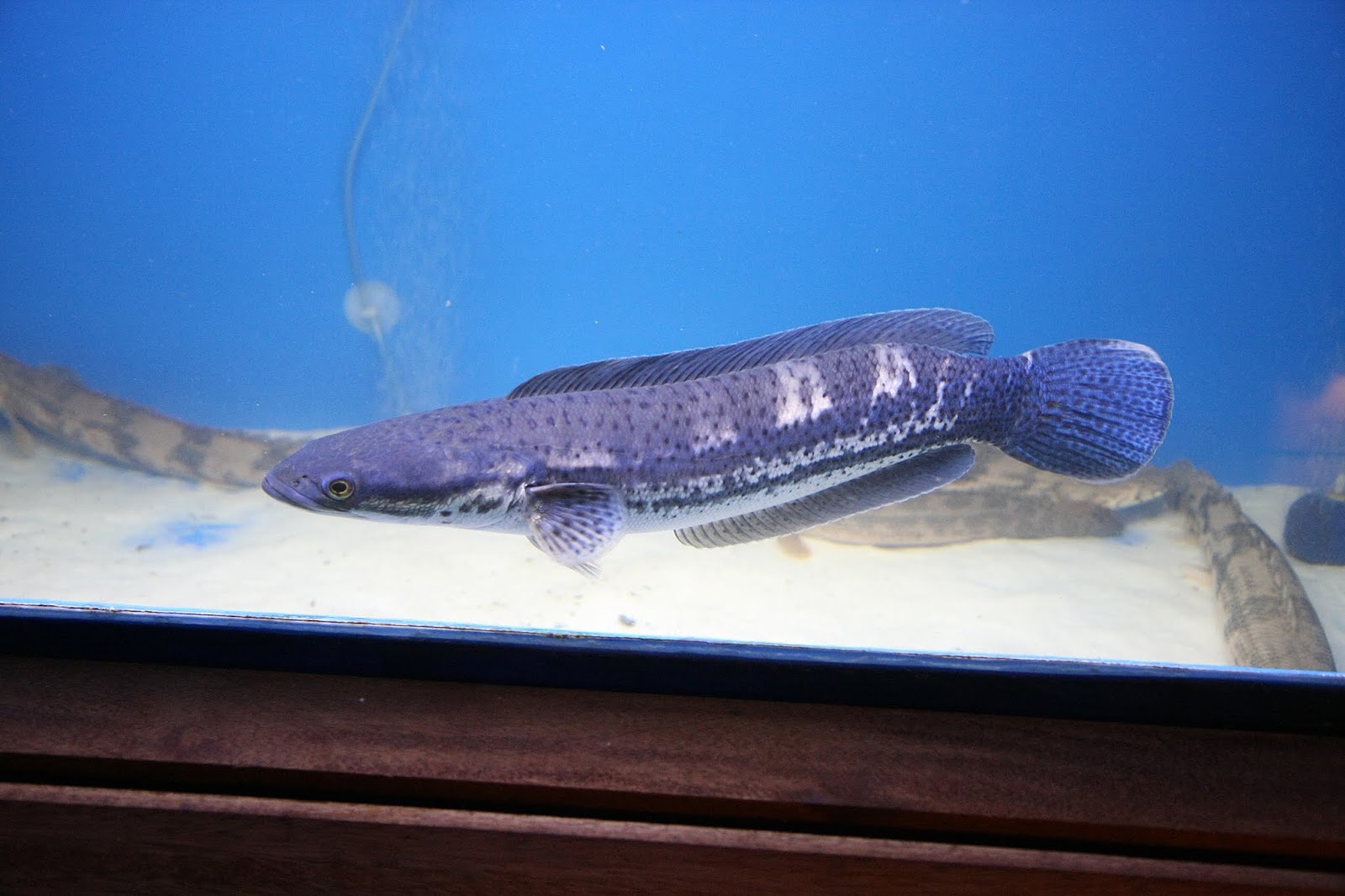 Channa Diplogramma more pictures and video