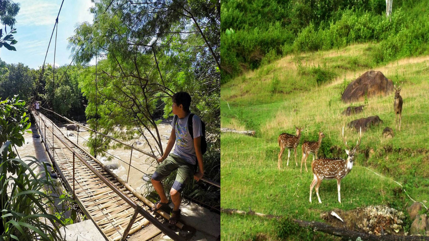 Harga Tiket Masuk Penangkaran Rusa Giri Jaya Cariu Bogor – Travels ID