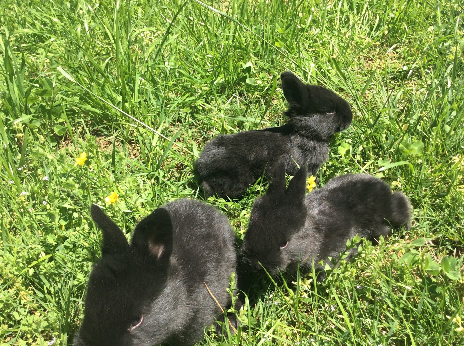 Gloryland Family Farmstead - "We Grow Health!": Silver Fox Rabbits