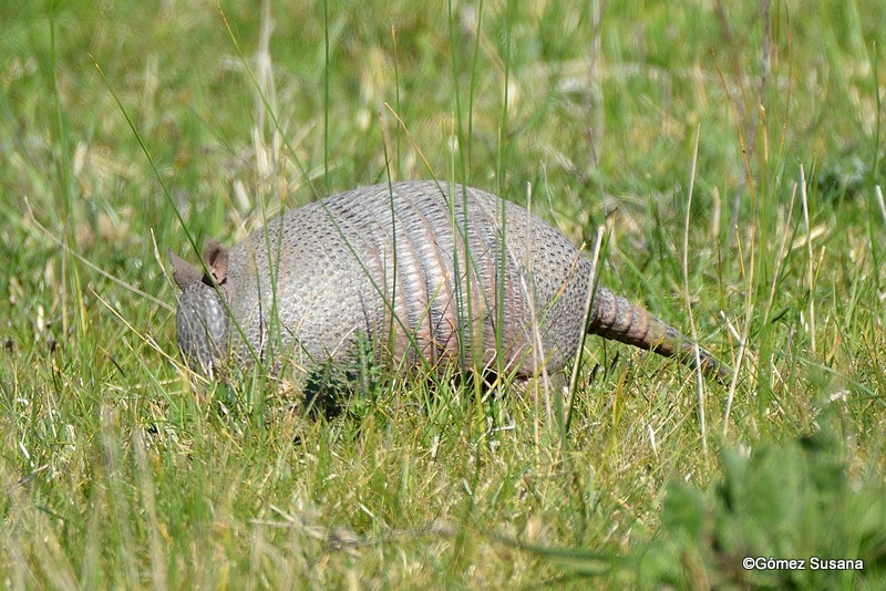 Fauna Loberense: Mulita (Dasypus hybridus)