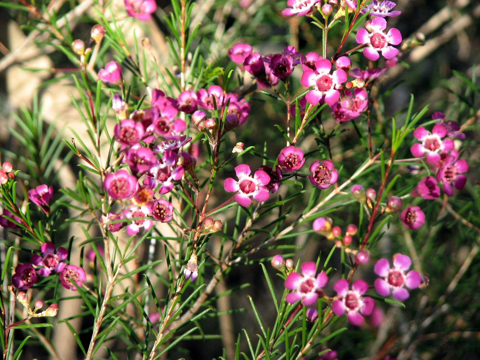Native Plant Photography: Chamelaucium 'Purple Pride' Flowers