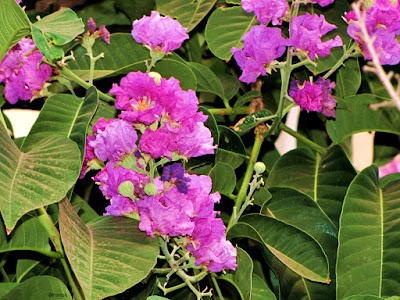 Gifting Trees...: The Pride of India