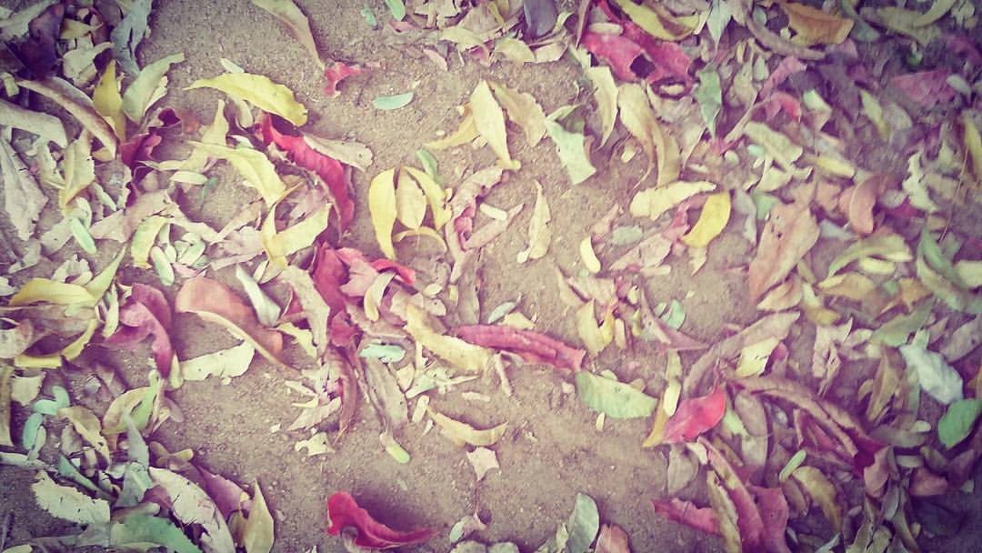 හයිකු අද්දර