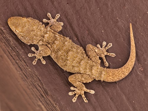 Œil absolu: Le Lézard Hemidactylus frenatus ou (Gekkonidae) appelé en ...
