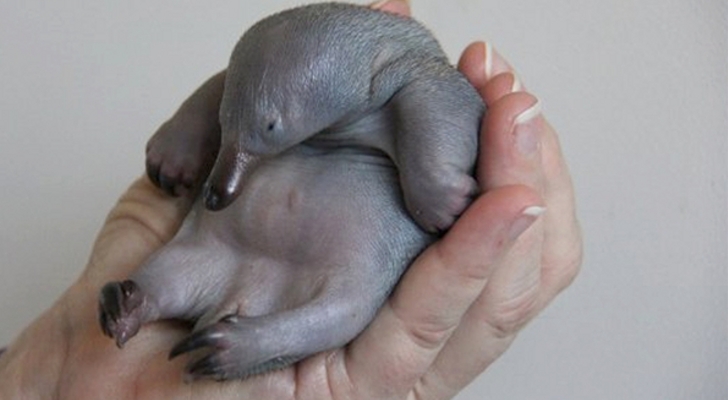 🐾🐾...PLATYPUS - THÚ MỎ VỊT SIÊU CUTE - 📖