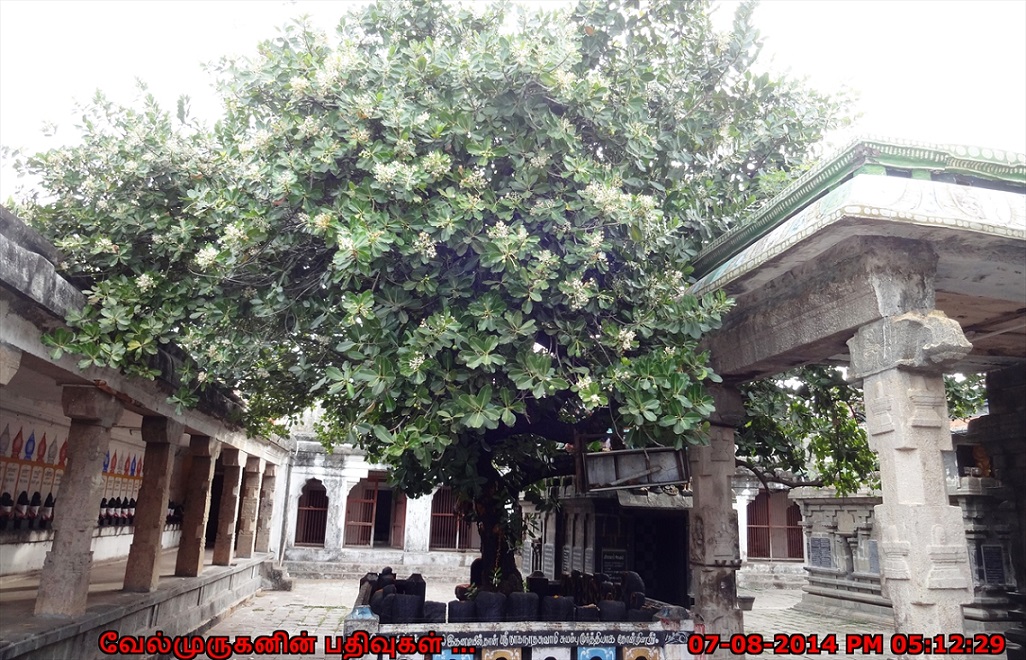 Nagore Naganathar Temple - Exploring My Life