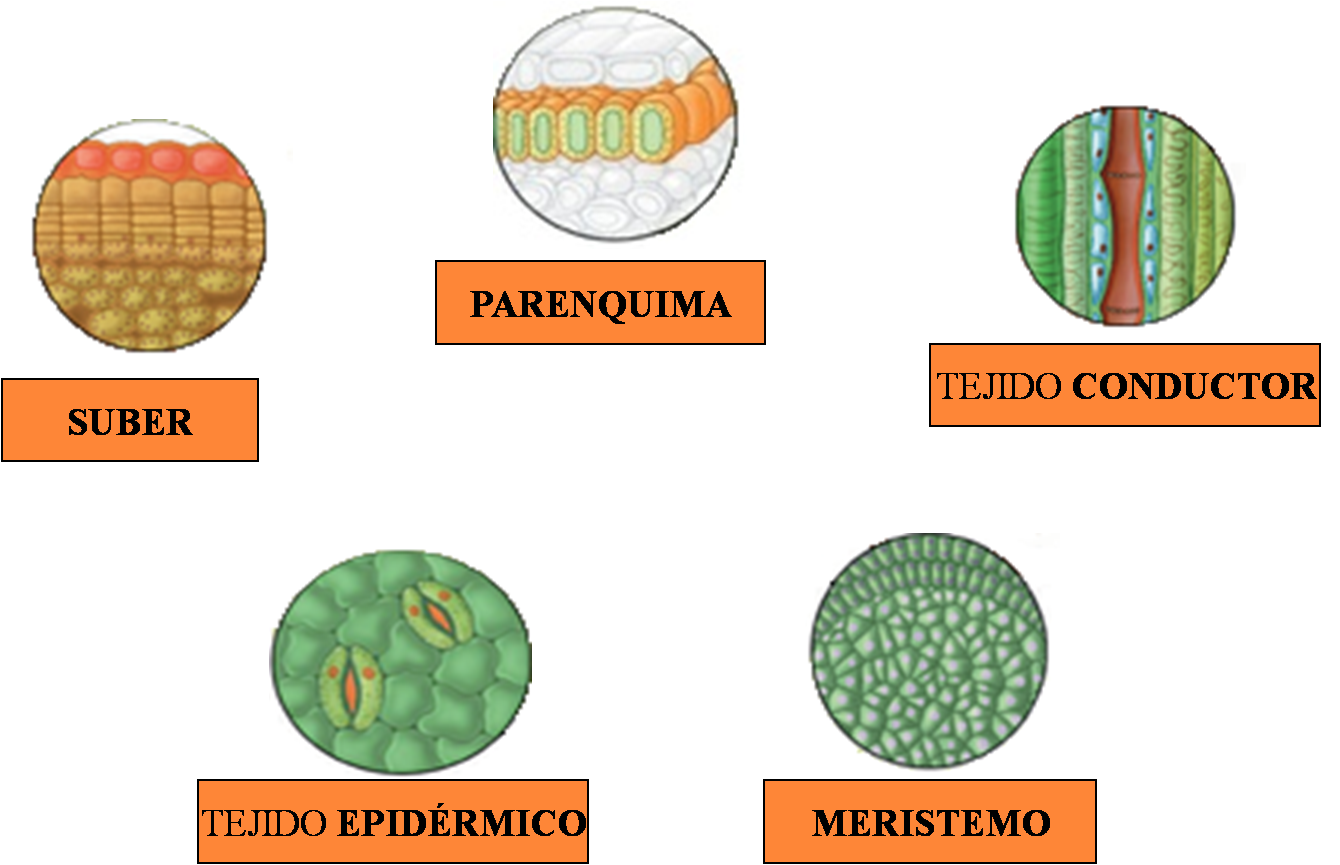 Ciencia Tecnologia Ambiente SEGUNDO: LOS TEJIDOS (2DO DE SECUNDARIA)