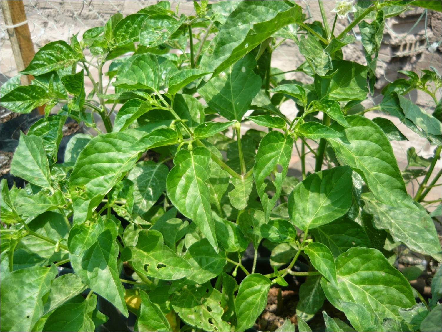 ALTERNATIVA ECOLÓGICA: CULTIVO DE AJÍ