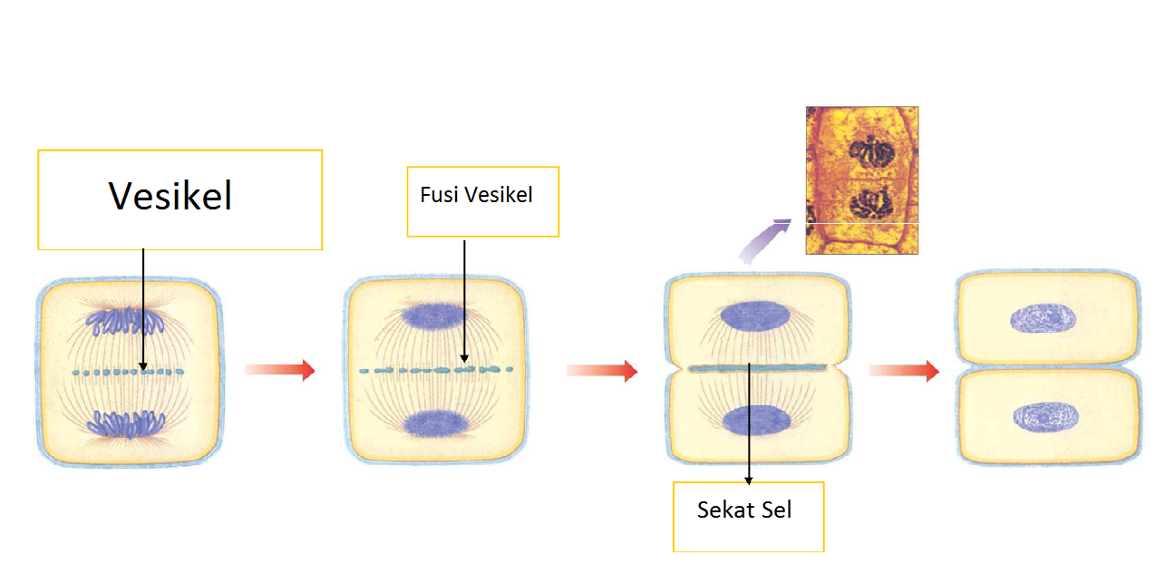 Tahap Pembelahan Sel Secara Mitosis | de Biology