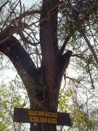 CONOZCAMOS LA ARGENTINA: PARQUE NACIONAL COPO El refugio del quebracho ...
