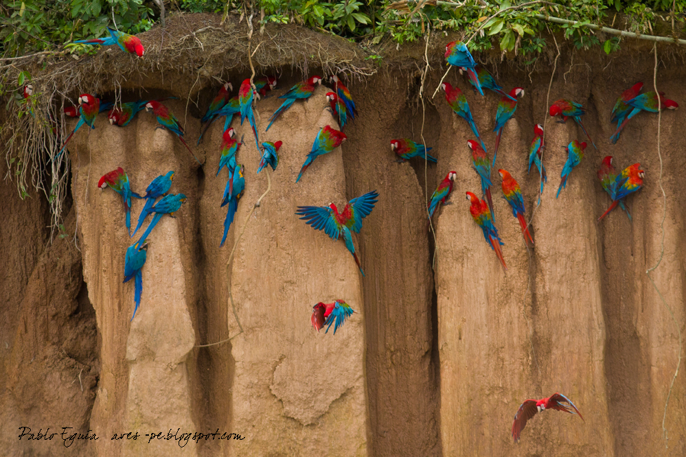 mis fotos de aves: Collpas en el río tambopata