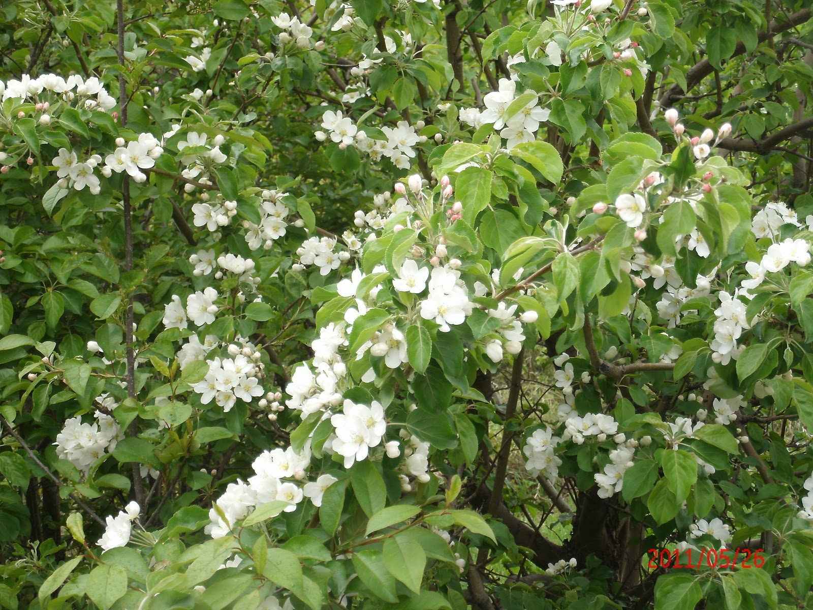 Carola's Alberta Garden 2019: Fruit Tree Blossoms