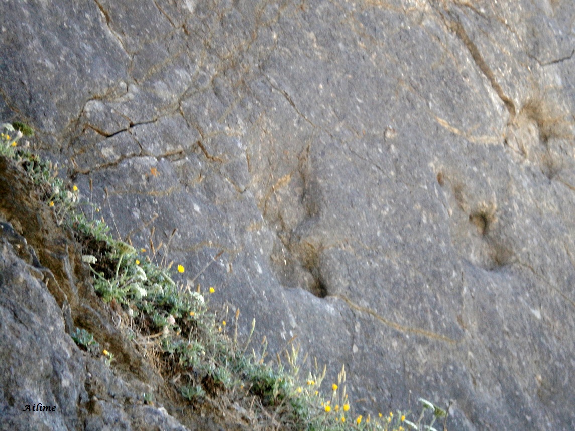 Ecos e reflexos : Pegadas de Dinossauro na Praia Grande