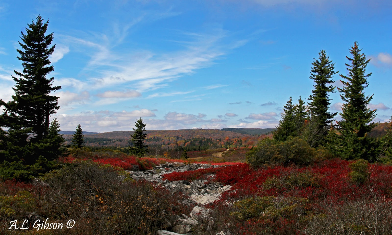 The Buckeye Botanist: Flashback to Fall in the Dolly Sods Wilderness