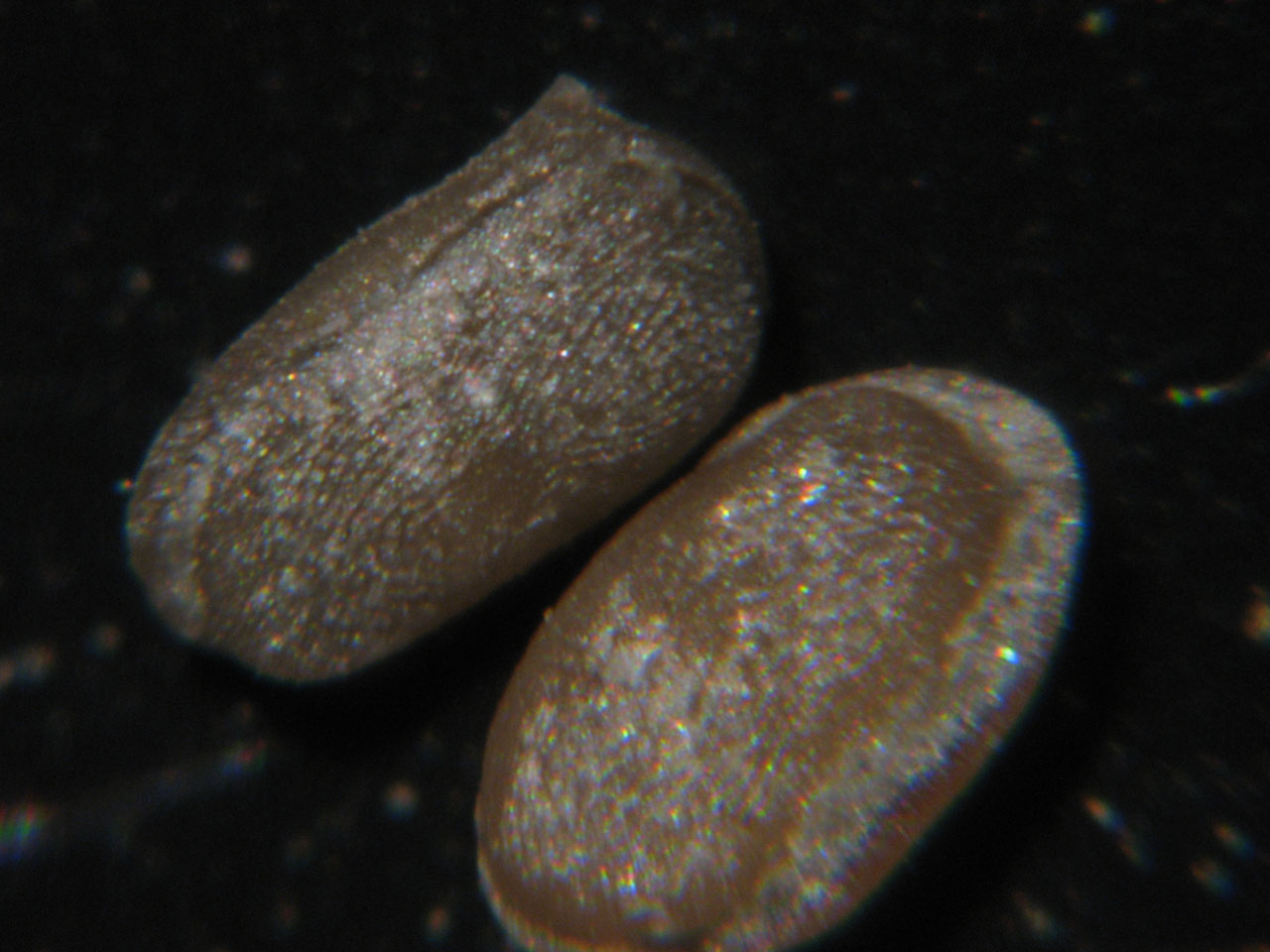 Views of the Mahantango: Quasillites concentricus? Ostracod from the ...