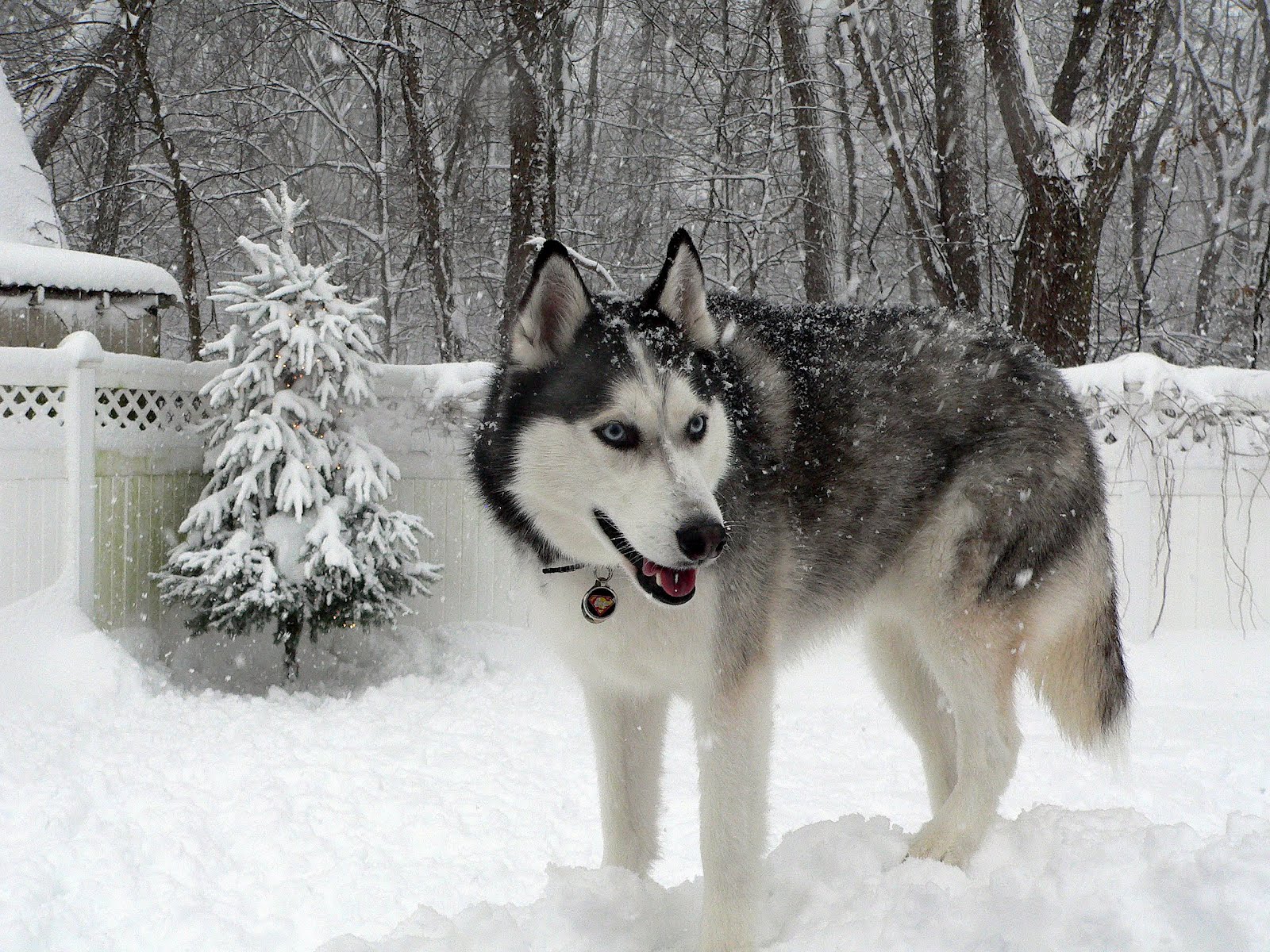 Imagini cu caini husky | StolenIMG