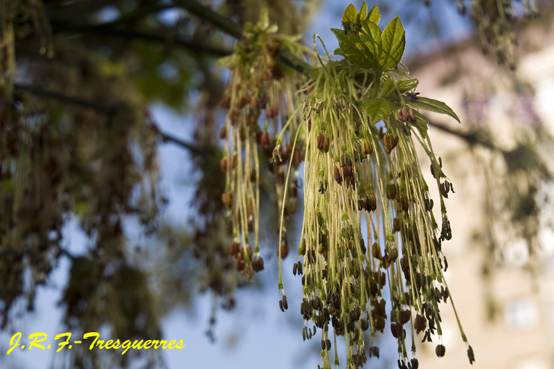 Aramo Excursiones: El fresno