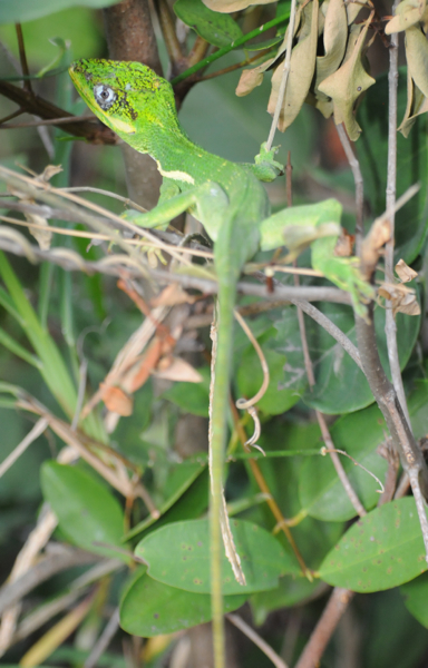 A Wandering Naturalist: Florida: Exotics and Others