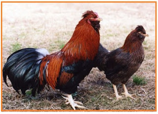 BIOLOGI GONZAGA: TRY OUT BIOLOGI KELAS XII IPA SMSTR 1