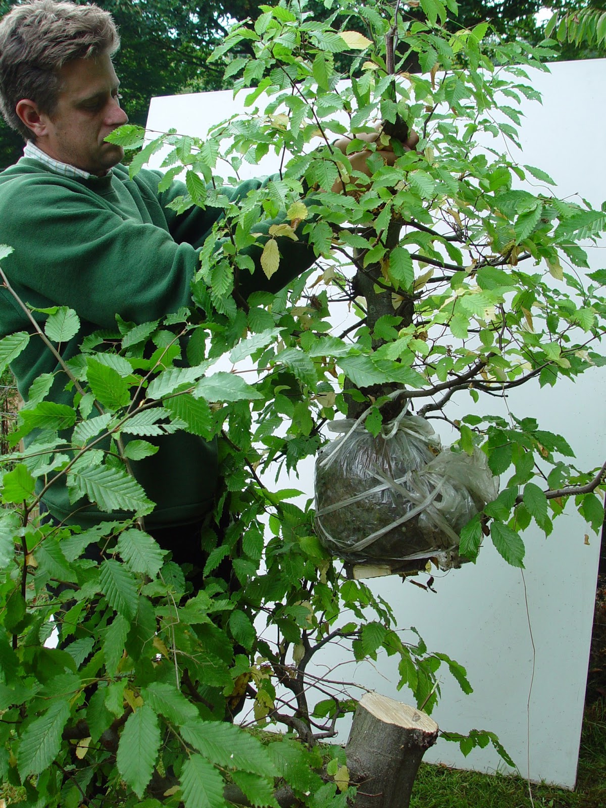 WHAT IS AIR LAYERING? |The Garden of Eaden