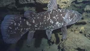 Scare Me On Fridays: Weird Fish Found In The South Pacific