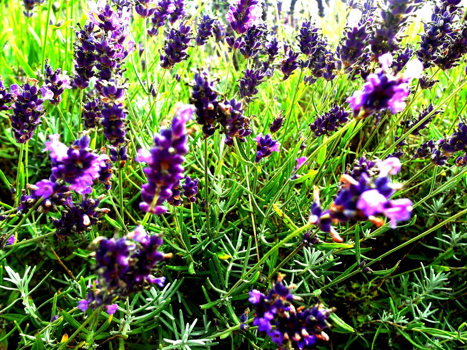 Mayfield Lavender Farm, Croydon | Lynette
