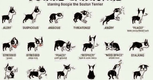 How to read your dog's body language? | The Rottweilers