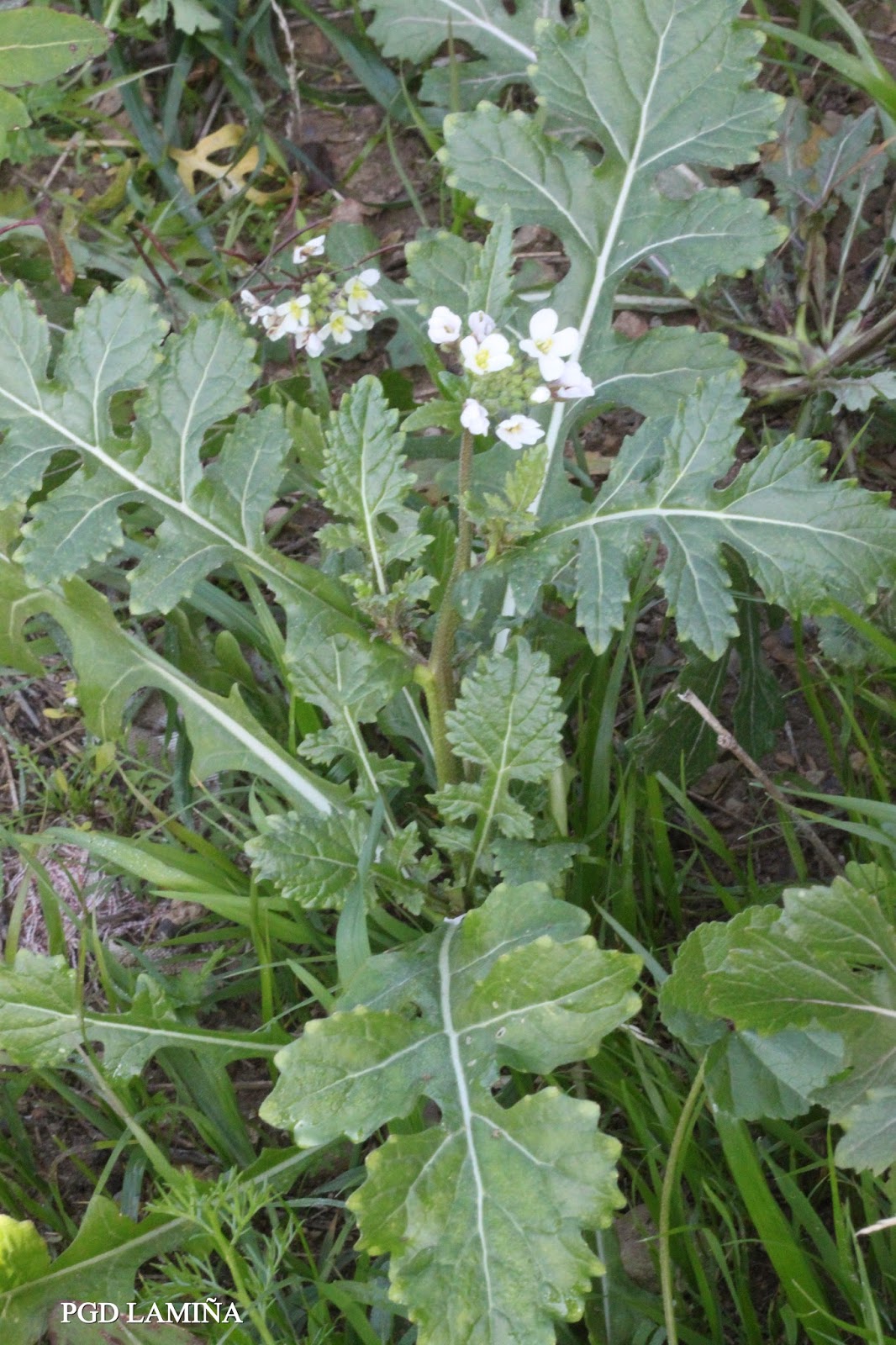 DIPLOTAXIS ERUCOIDES. rabaniza o jaramago.