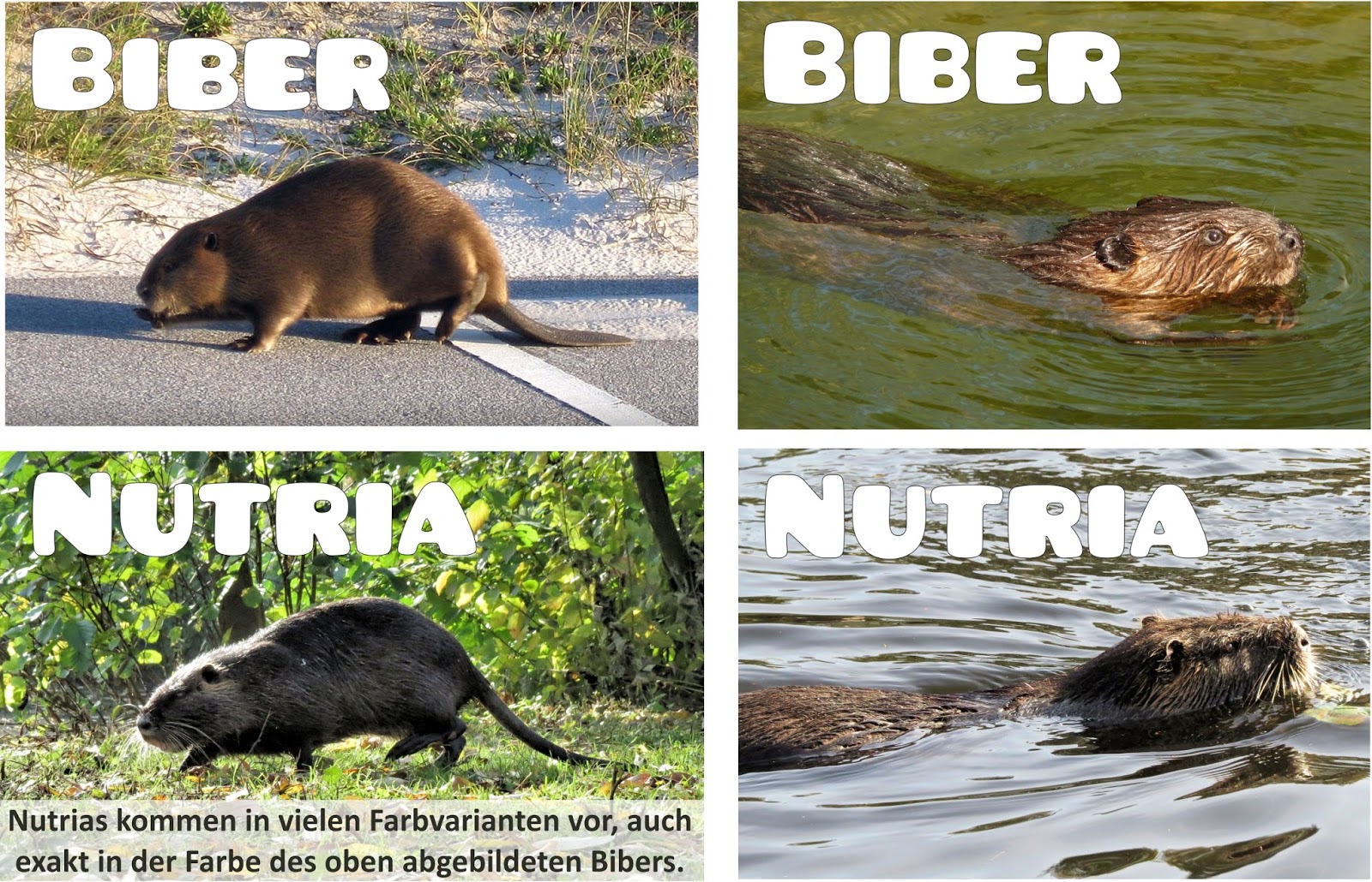 Nutria Bilder | Video Clips von wild lebenden Nutrias