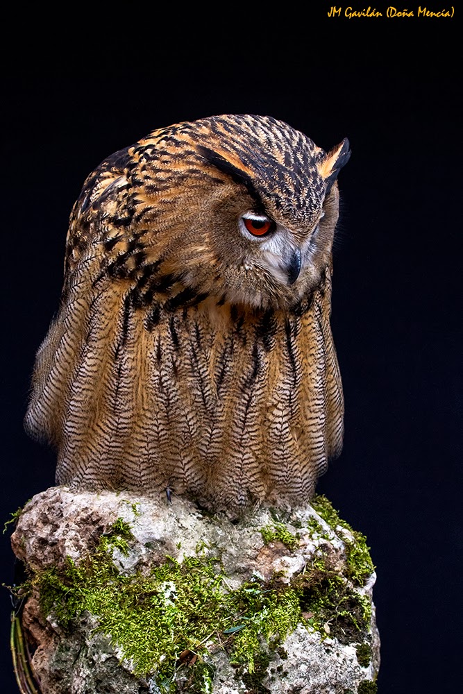 Fotografía de Naturaleza - JM Gavilán: Búho real, el Gran Duque (Bubo bubo)