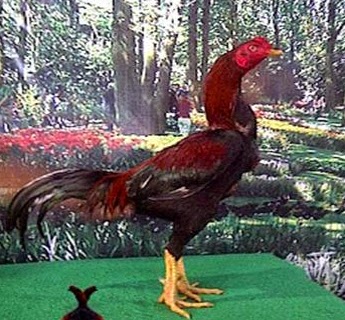 Ciri Ayam Pakhoy Yang Bagus Dan Asli | Ayam Juara