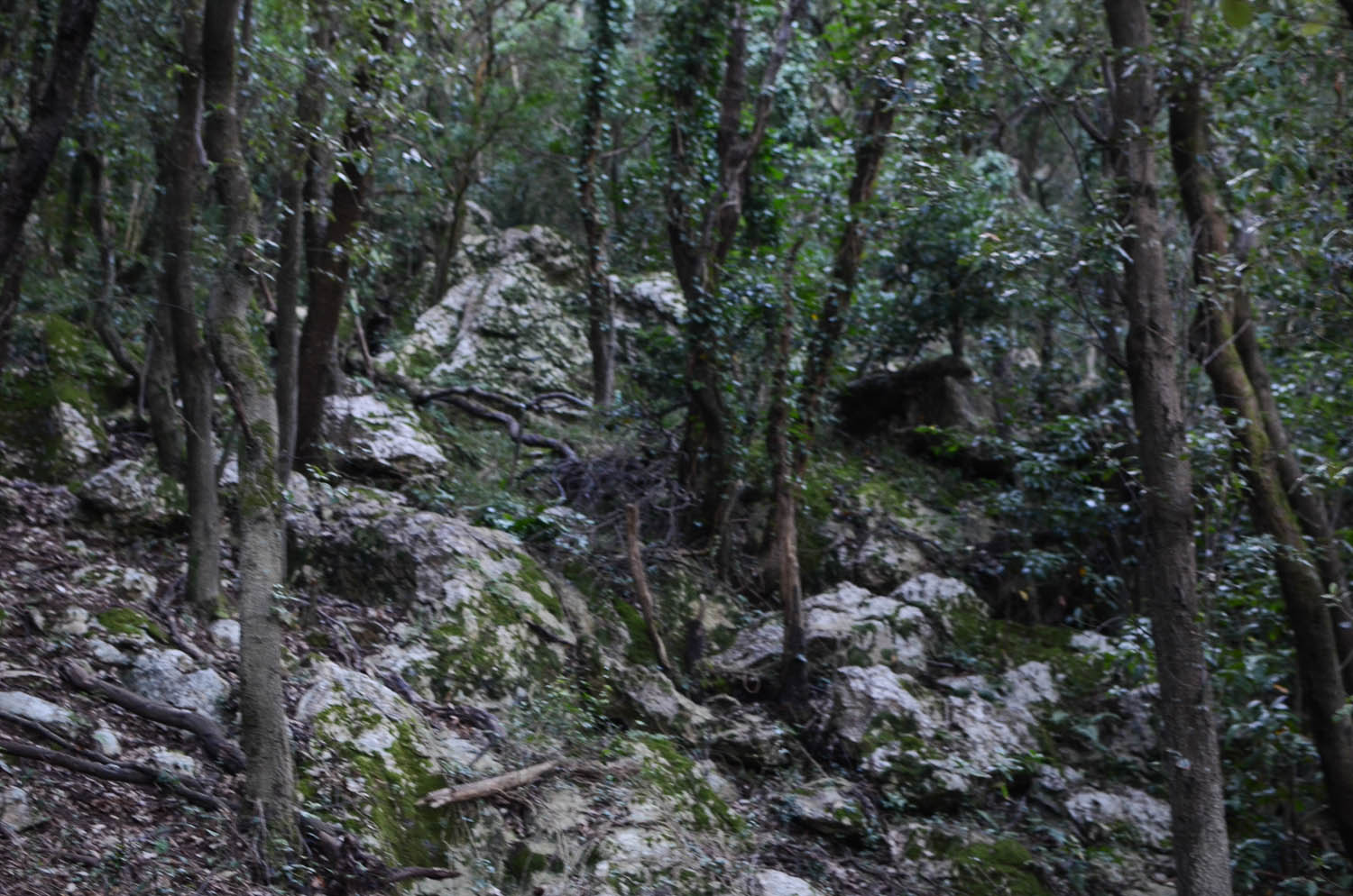 ALMANAQUE NATURAL: Los Encinares más norteños