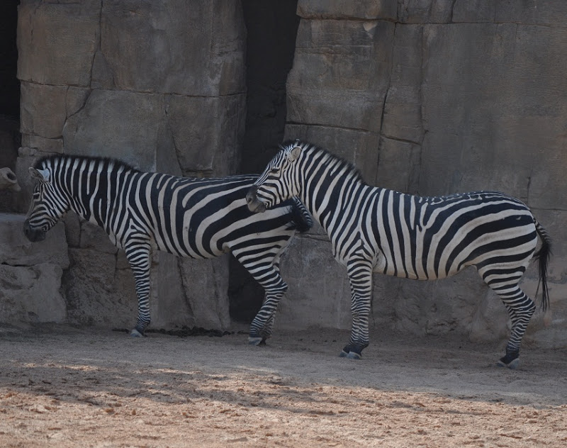ZOOTOGRAFIANDO (6.100 ANIMALS): CEBRA COMÚN / COMMON ZEBRA (Equus quagga)