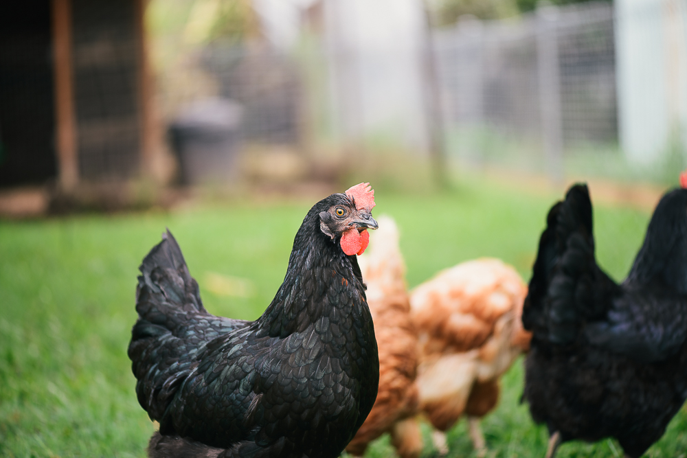 A Time to Create: 48/365 Chook, chook, chook