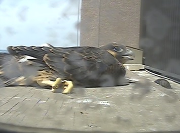Columbus Peregrine Falcon Update: 2 on the Wing!