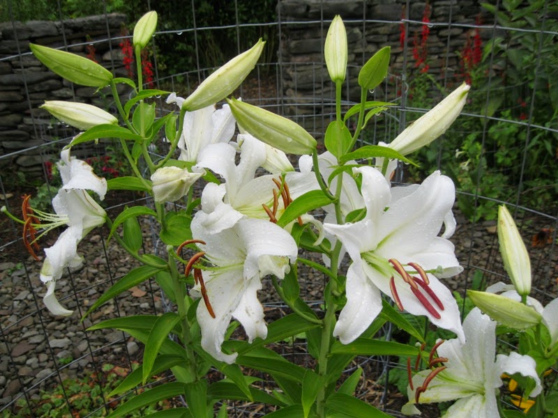 Plants and Stones: Closing The Lily Show