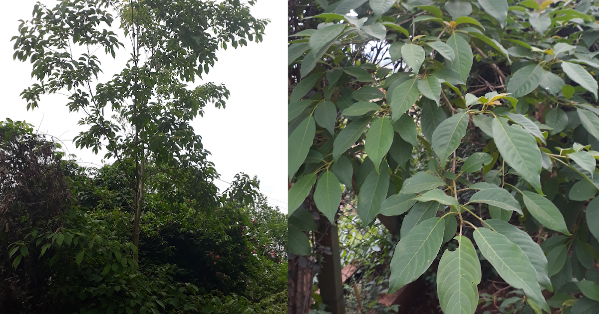 Viveiro Ciprest - Plantas Nativas e Exóticas: Guarajuba ( Terminalia ...
