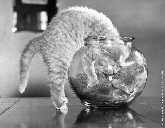 Stare zdjęcia kotów - Synteza historii i sztuki