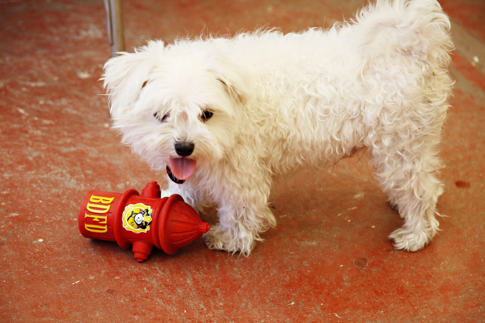 Do Tell, Anabel: Pookie the Dog